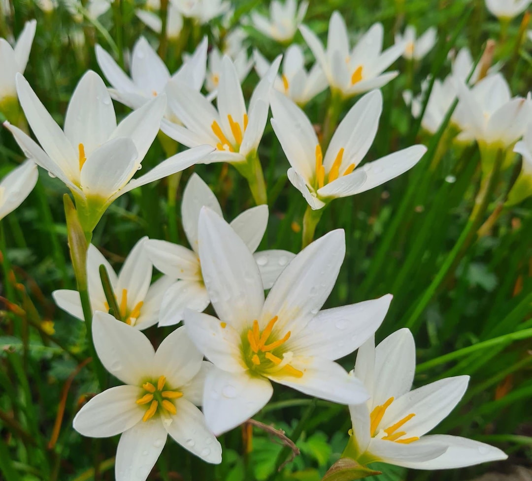 15 White Rain Lily Bulbs! ~amaryllis Zephyranthes Candida Bulbs, Fairy ...