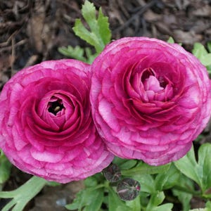 50 PINK Ranunculus Bulbs DOUBLE Buttercups Spring BARGAIN! - Etsy