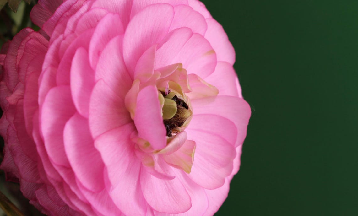 50 PINK Ranunculus Bulbs DOUBLE Buttercups Spring BARGAIN! - Etsy