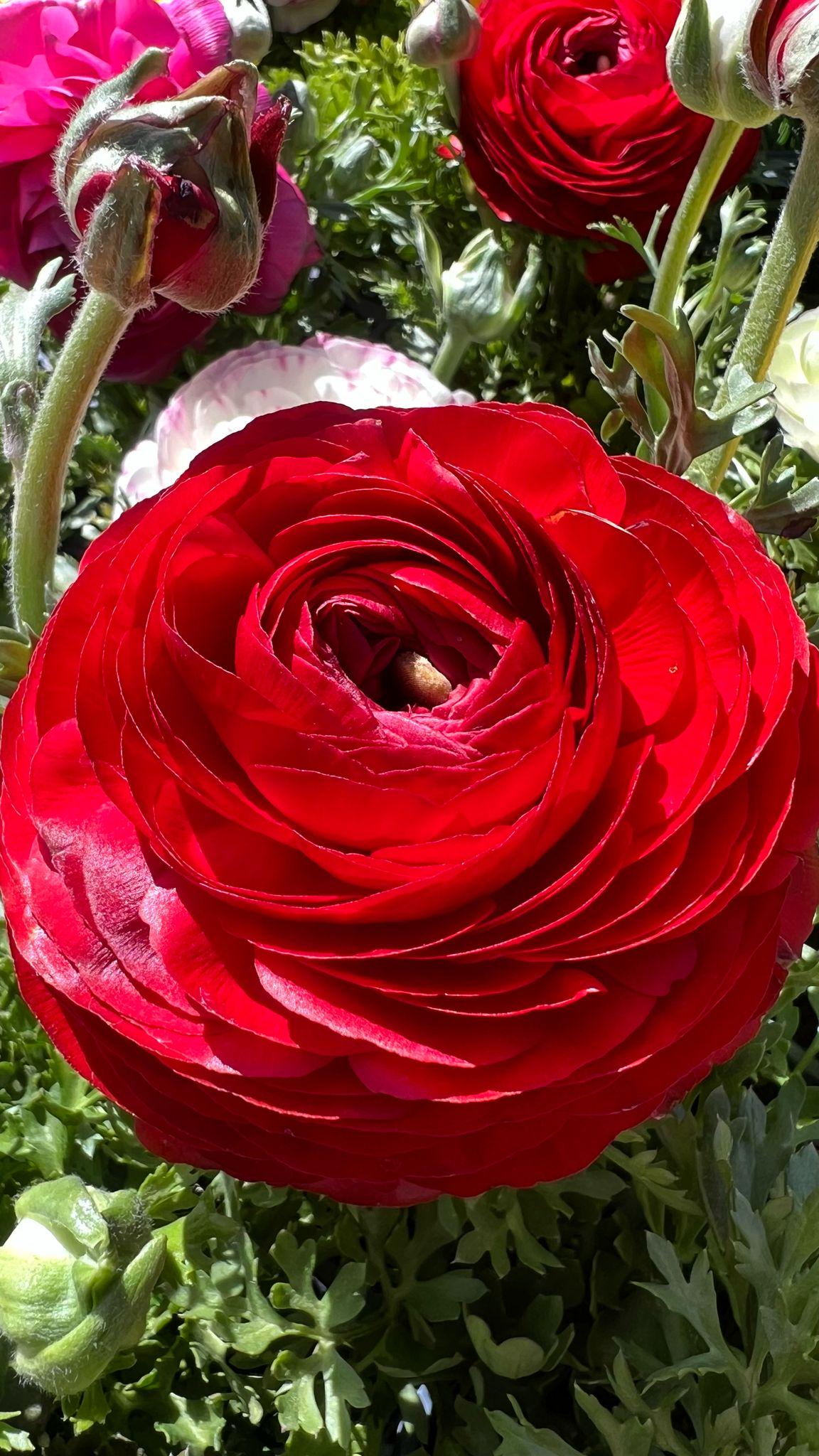 50 RED Ranunculus Bulbs DOUBLE Buttercups Spring BARGAIN! - Etsy
