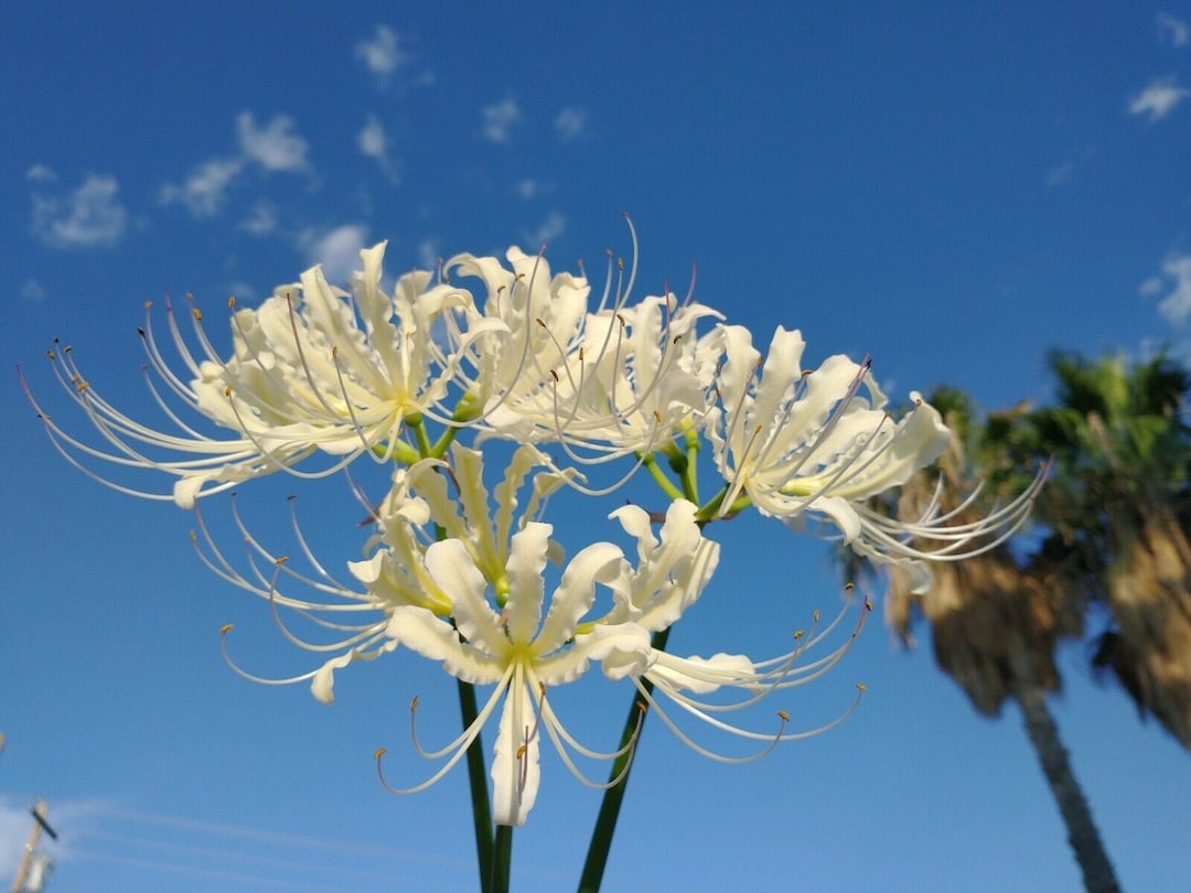 1 Bulb Lycoris HOUDYSHELLII Heirloom WHITE Spider Lily From Japan ...
