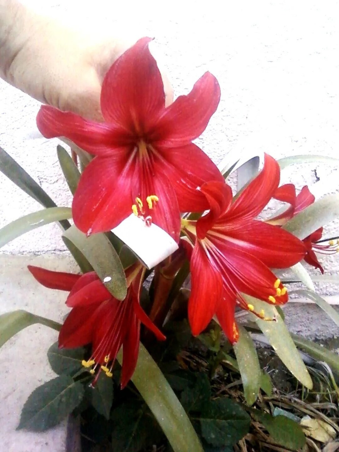 1 RARE Amaryllis Cross HIPPEASTRELIA Durga Pradhan Bulb - Etsy