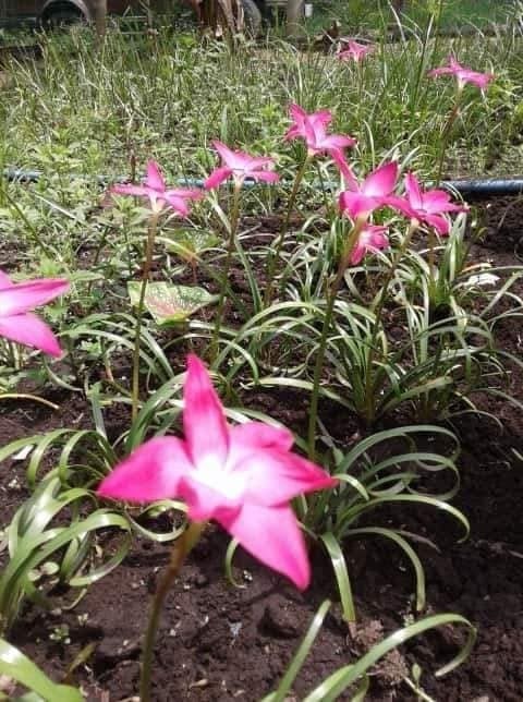 12 New Variety Rain Lily Bulbs Zephyranthes Labuffarosa Group Species ...