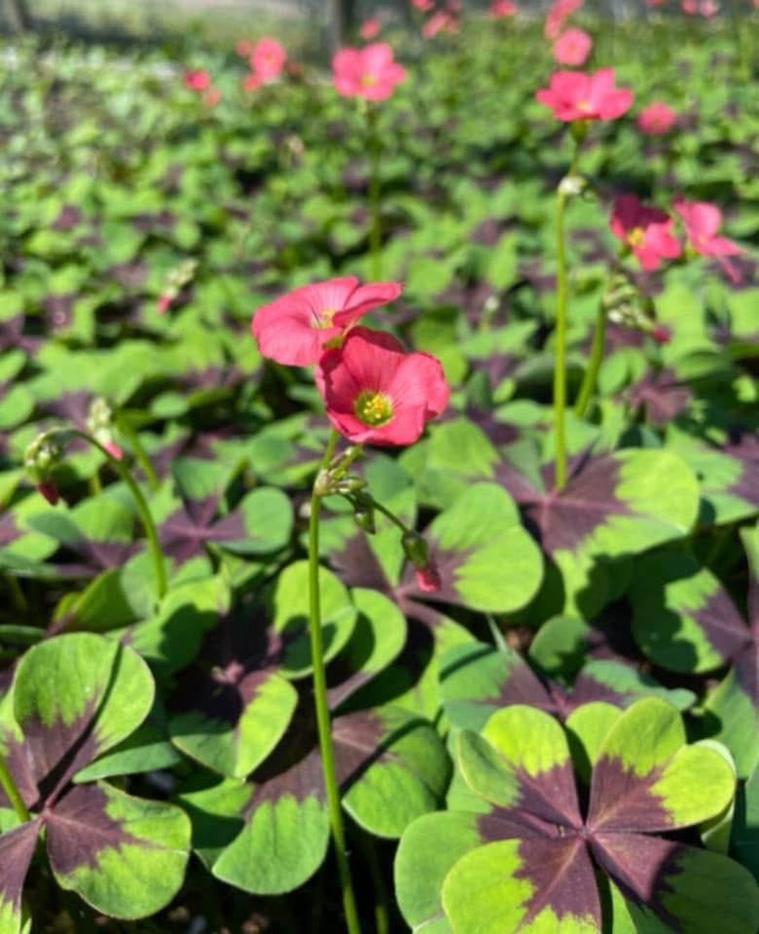 20 New! Oxalis Iron Cross Bulbs Four Leaf Clover Mexican Non-invasive ...