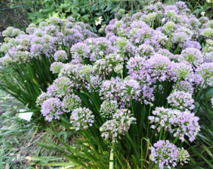 2 Allium Millenium Plants Divisions, Several Sprouts Bare Root ...