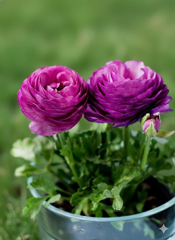 Purple Ranunculus Bulbs