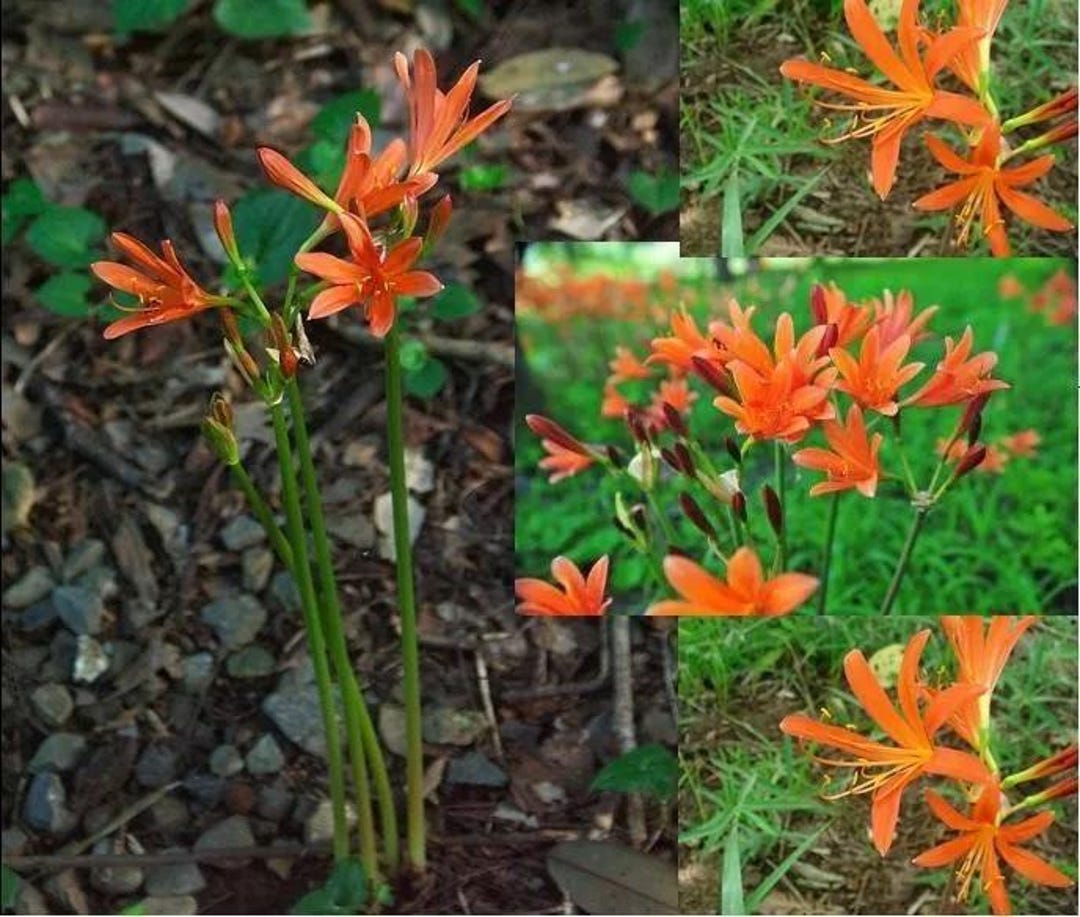 20 ORANGE Spider Lily Bulbs Lycoris Sanguinea From Japan Native - Etsy