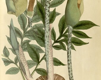 Amorphophallus Borneensis voodoo Lily - Etsy