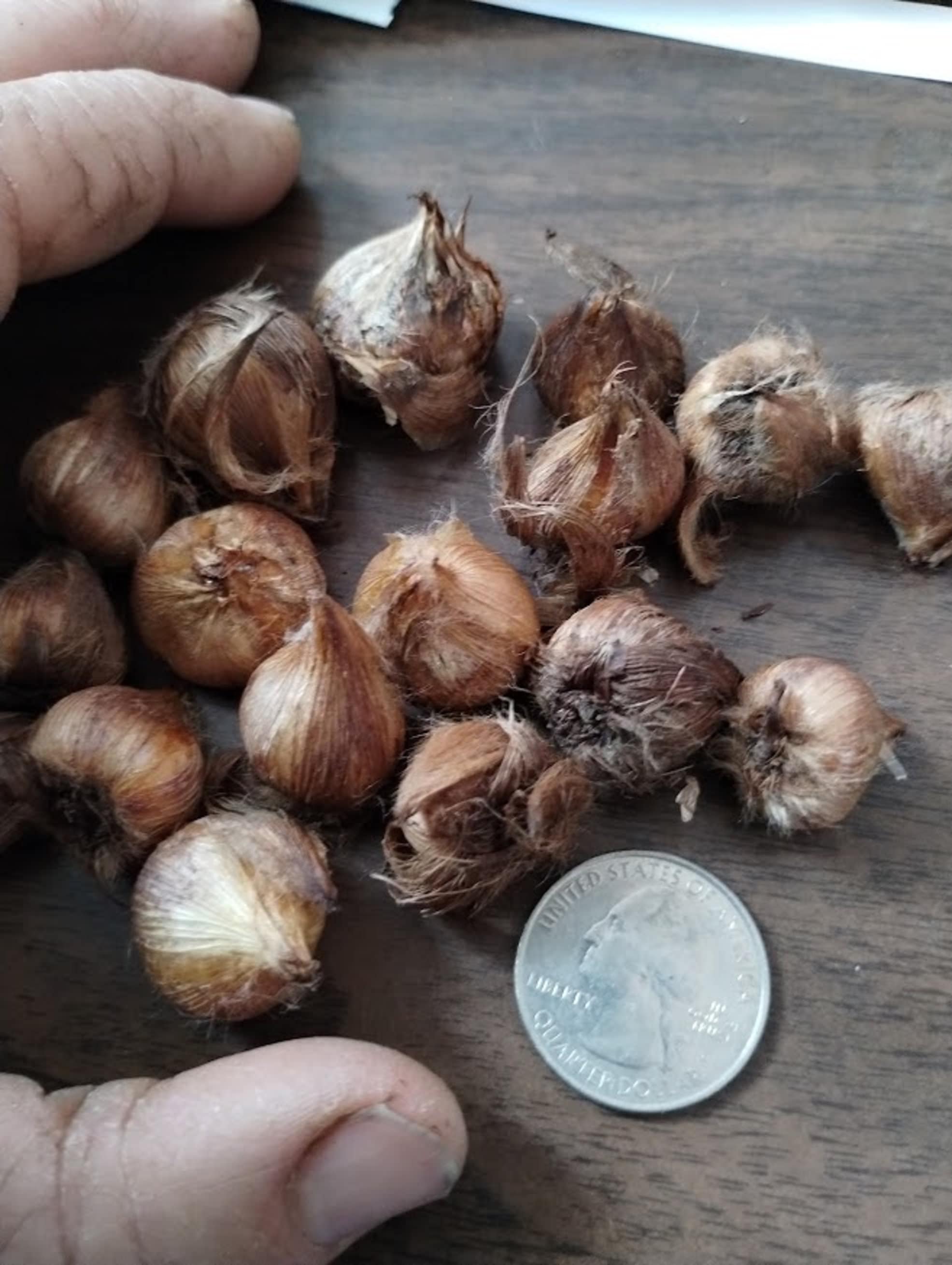 300 Oxalis Iron Cross Bulbs Four Leaf Clover Mexican Non-invasive ...