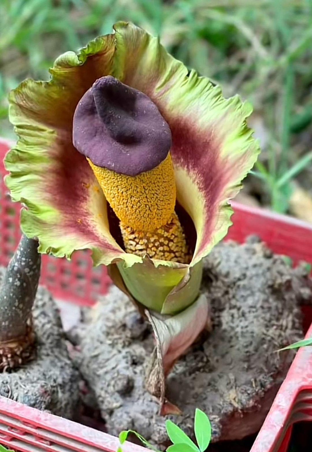 1 Amorphophallus Asterostigmatus VOODOO LILY Aroid Small Bulb - Etsy