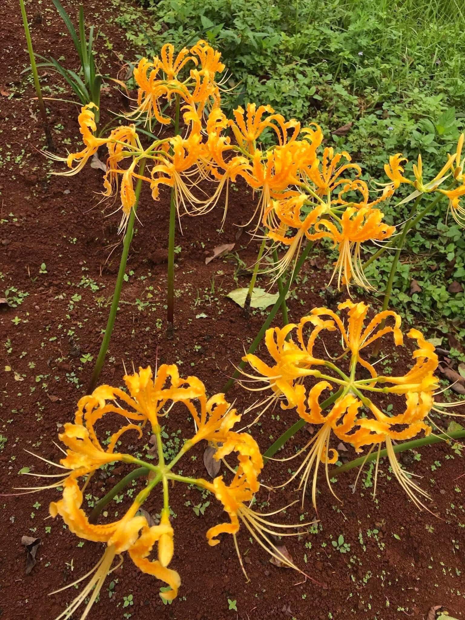4 RARE Yellow Spider Lilies! Lycoris Aurea Var Sugens Semi Tropical ...