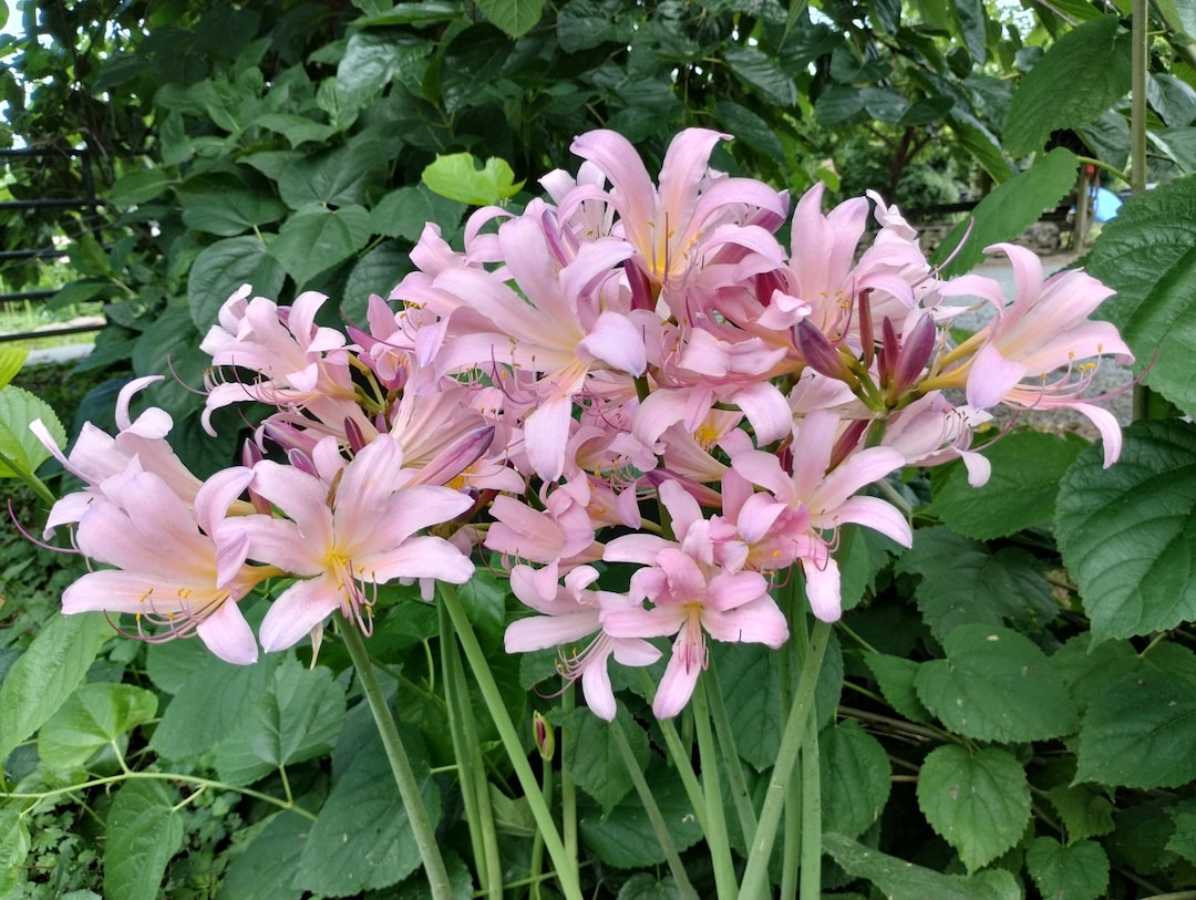 3 Lycoris Squamigera PINK SPIDER LILY! Rare Tie-die Bulb Magic Lily ...