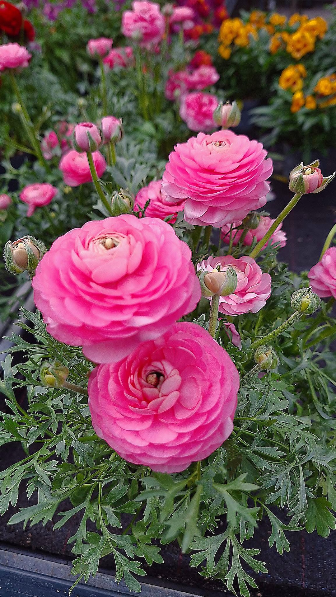 50 PINK Ranunculus Bulbs DOUBLE Buttercups Spring BARGAIN! - Etsy