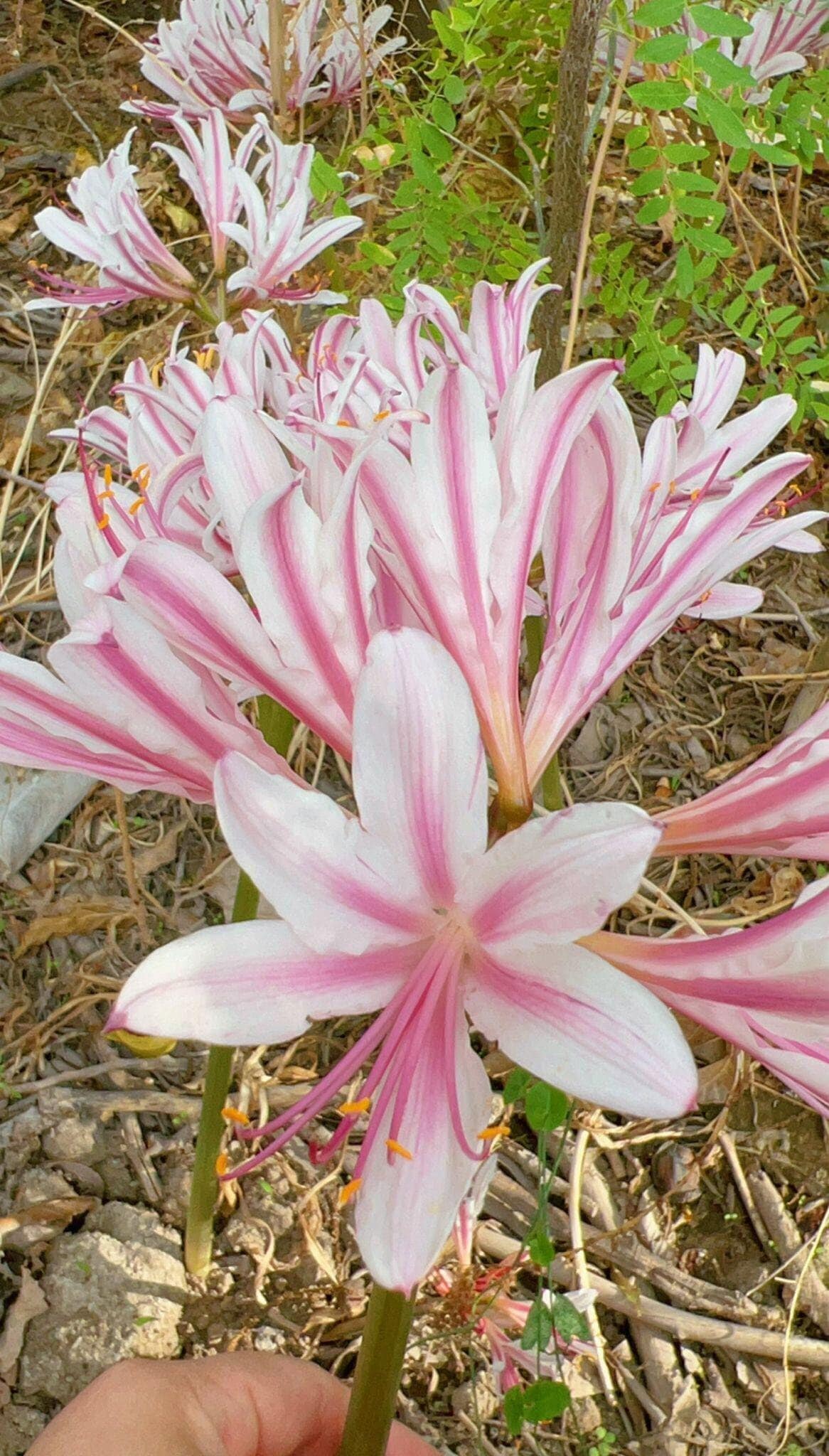 2 Lycoris Incarnata Peppermint SPIDER LILY Rare Bulb~heat & Cold Hardy ...