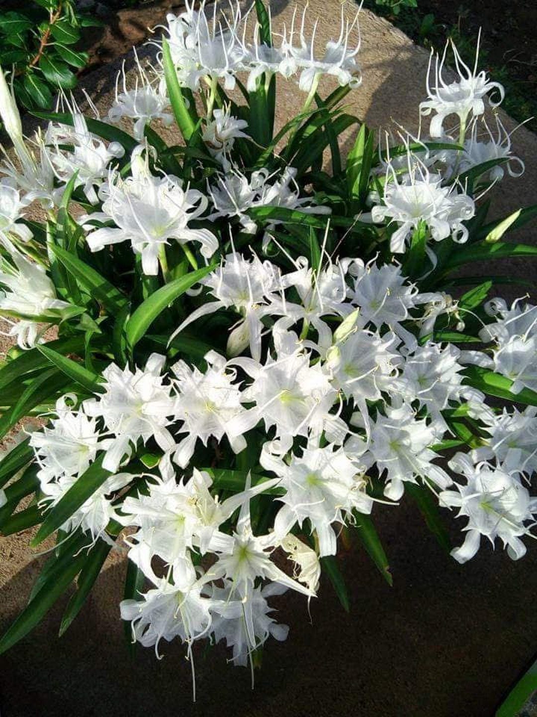 2 Bulbs ~ Pancratium Zeylanicum ~ Tropical White Asian Spider Lily ...