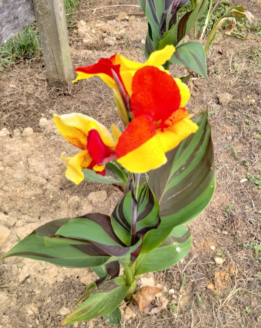 1 Canna CLEOPATRA Variegated Bronze/green Chimera Red/yellow Flowers ...