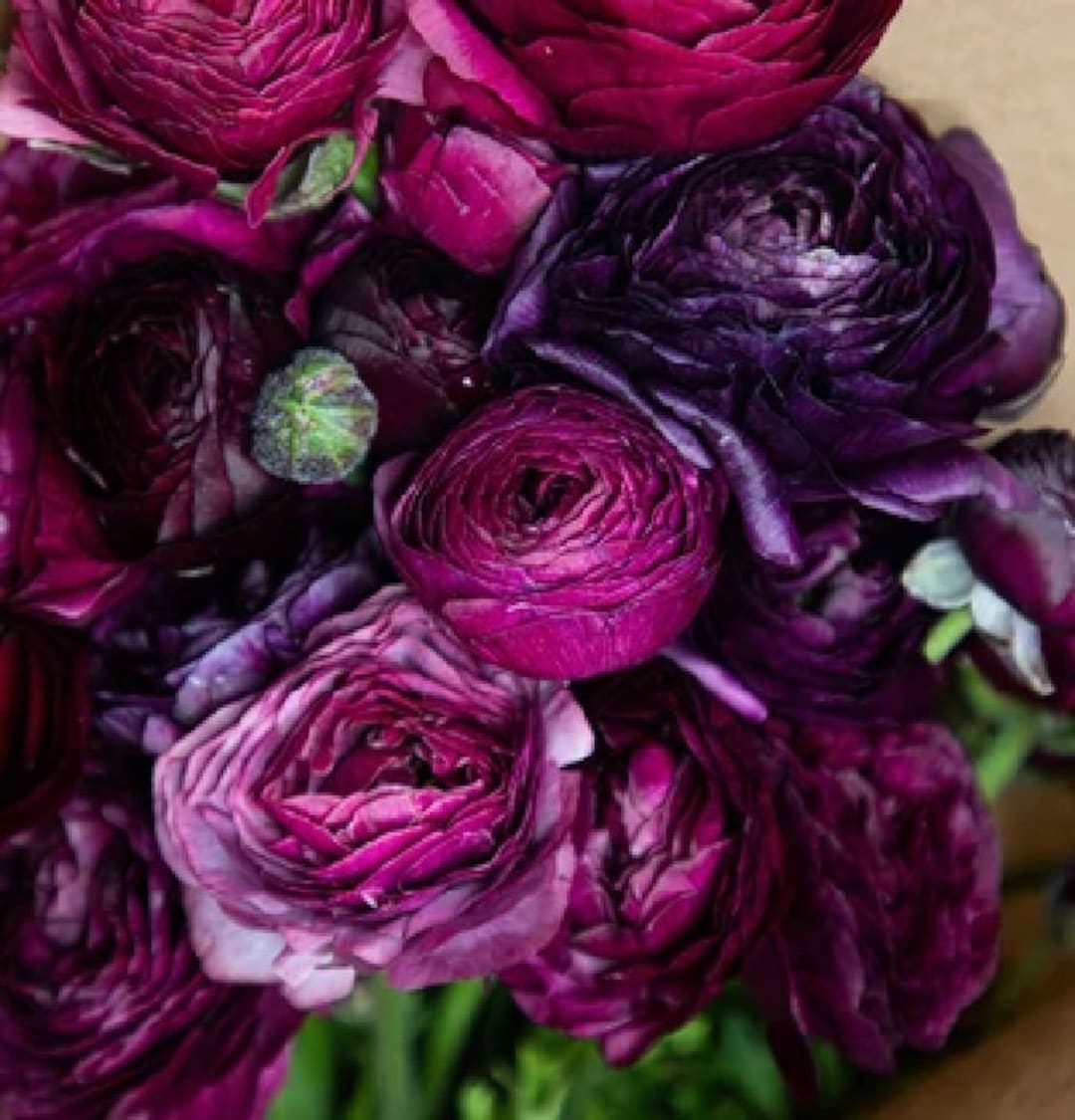 50 PURPLE Ranunculus Bulbs DOUBLE Buttercups Spring BARGAIN! - Etsy