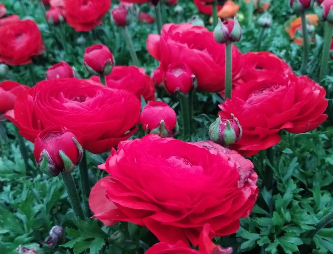 50 RED Ranunculus Bulbs DOUBLE Buttercups Spring BARGAIN - Etsy