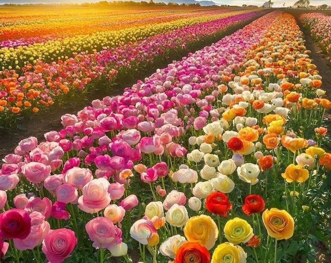 Moderna Carezza Ranunculus - Etsy