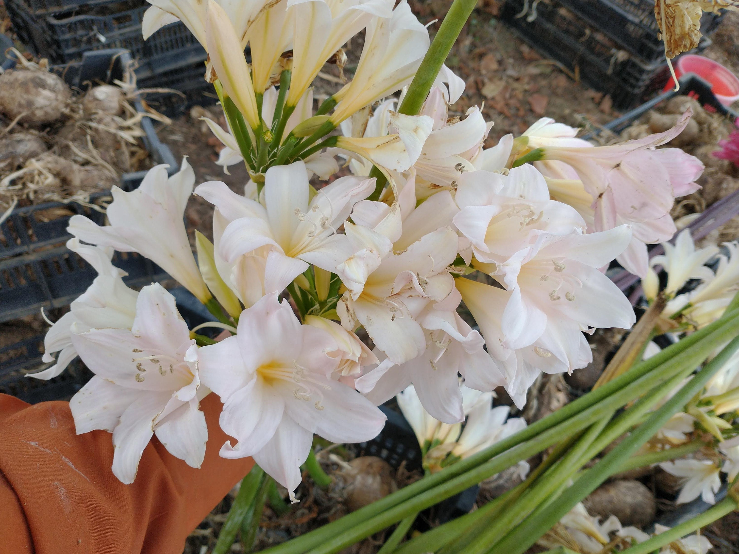 15 LARGE Amaryllis Belladonna Alba Bulbs Bloomed 2021 Rare Whitenot ...
