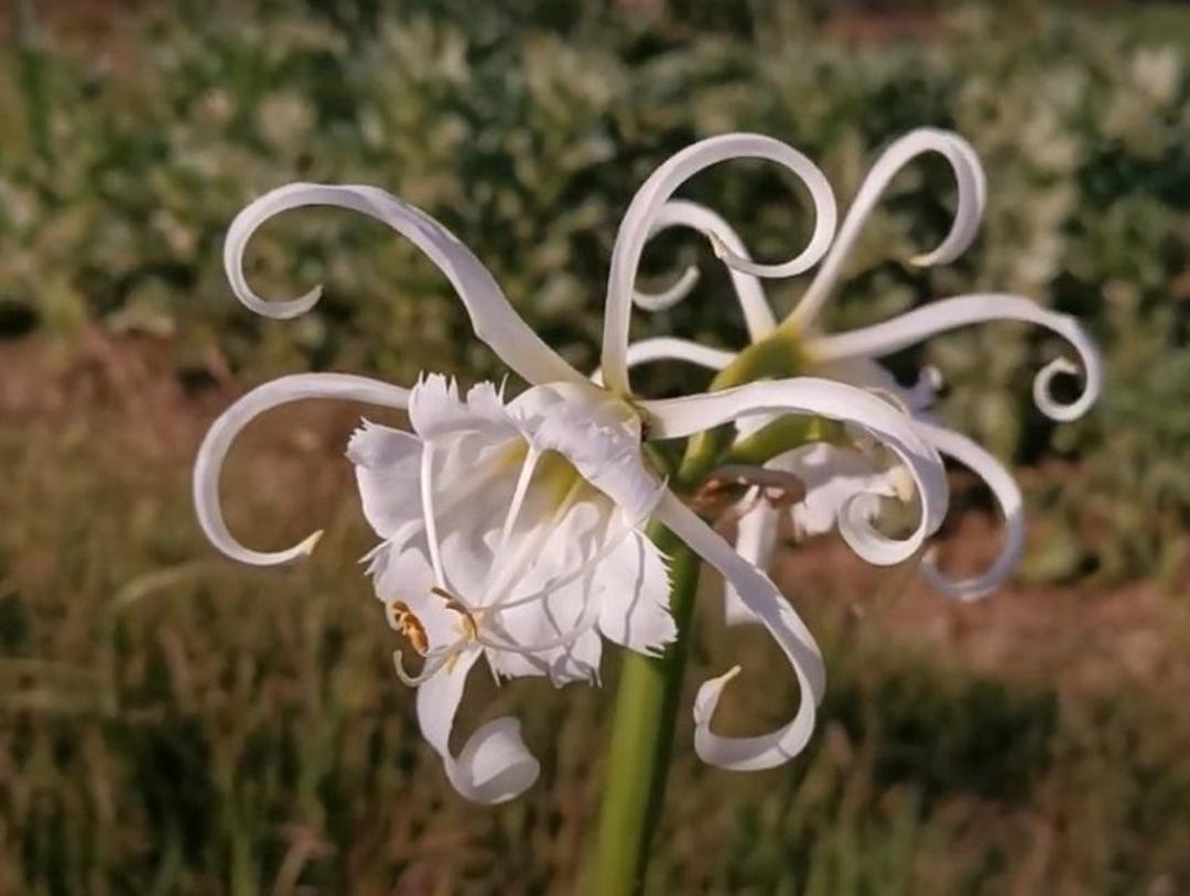 2 Large Bulbs ~ Ismene Festalis ~ Peruvian Daffodil ~ Spider Lily ...
