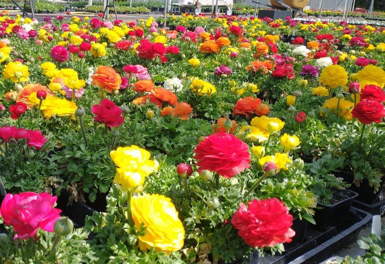 10,000 New! Mixed Color Ranunculus Bulbs DOUBLE Buttercups Spring ...