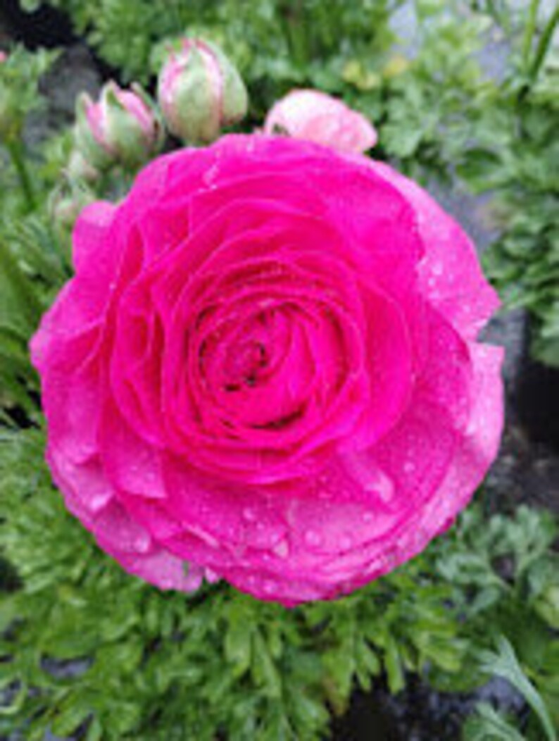 50 PINK Ranunculus Bulbs DOUBLE Buttercups Spring BARGAIN! - Etsy
