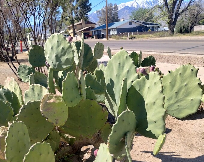 1 Pad Opuntia Gomei, Opuntia Sp. Old Mexico Spineless Cactus ...