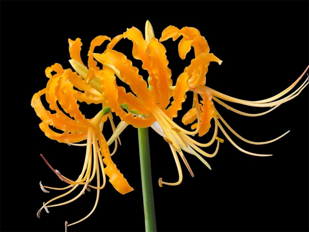 4 RARE Yellow Spider Lilies! Lycoris Aurea Var Sugens Semi Tropical ...