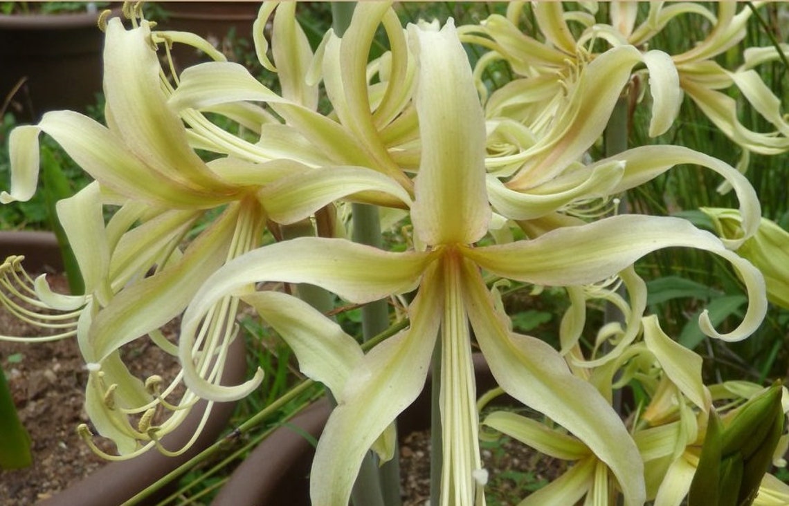 1 Hippeastrum BULB Amaryllis Saffron Cybister Species Type Hybrid Few ...