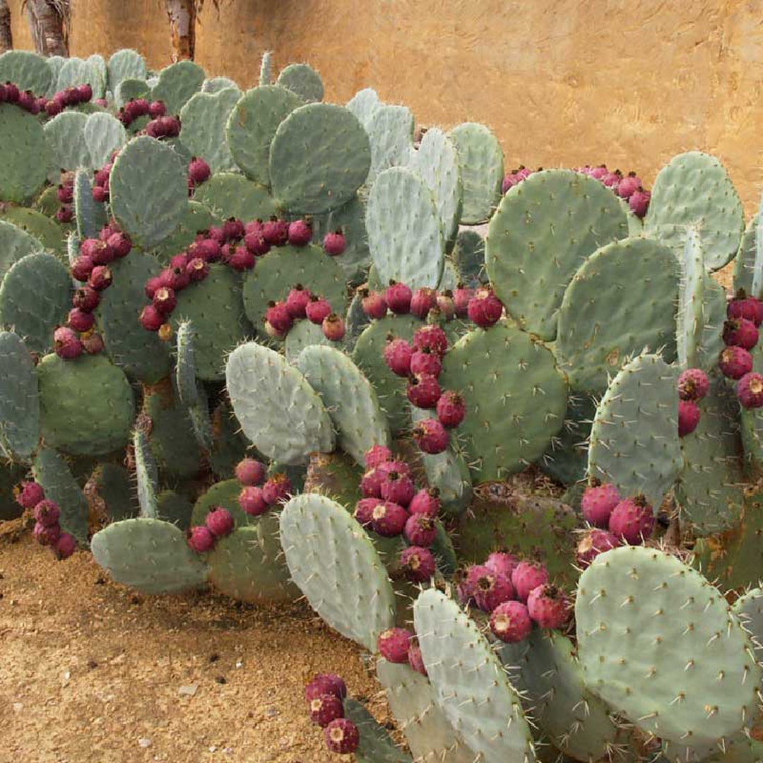 Pala fico d'india rotonda frutti grossi rossi talea nopal - Pianta ...