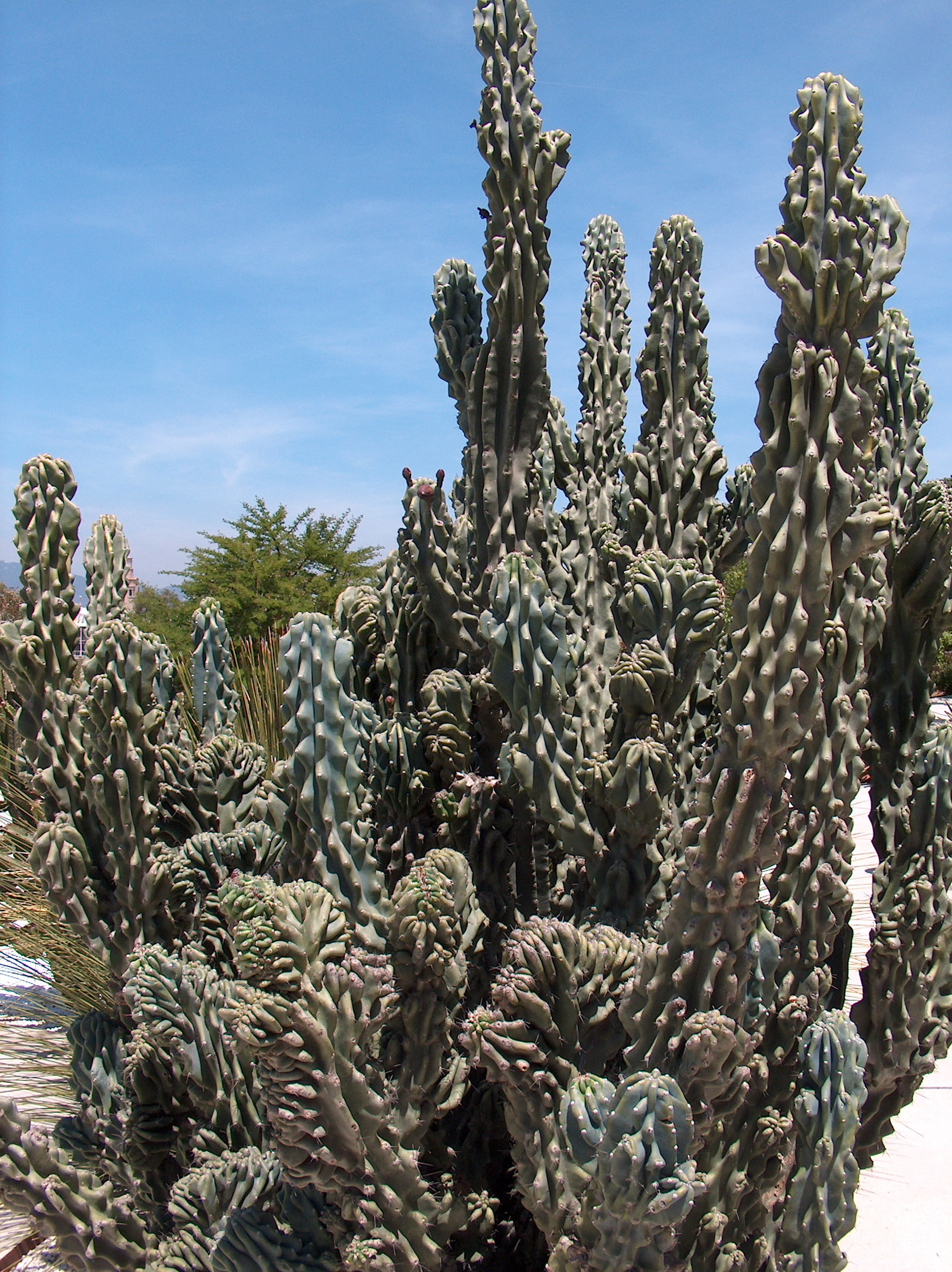 Coupe de Cactus cereus péruviens monstrueux fruits rouges sucrés ...