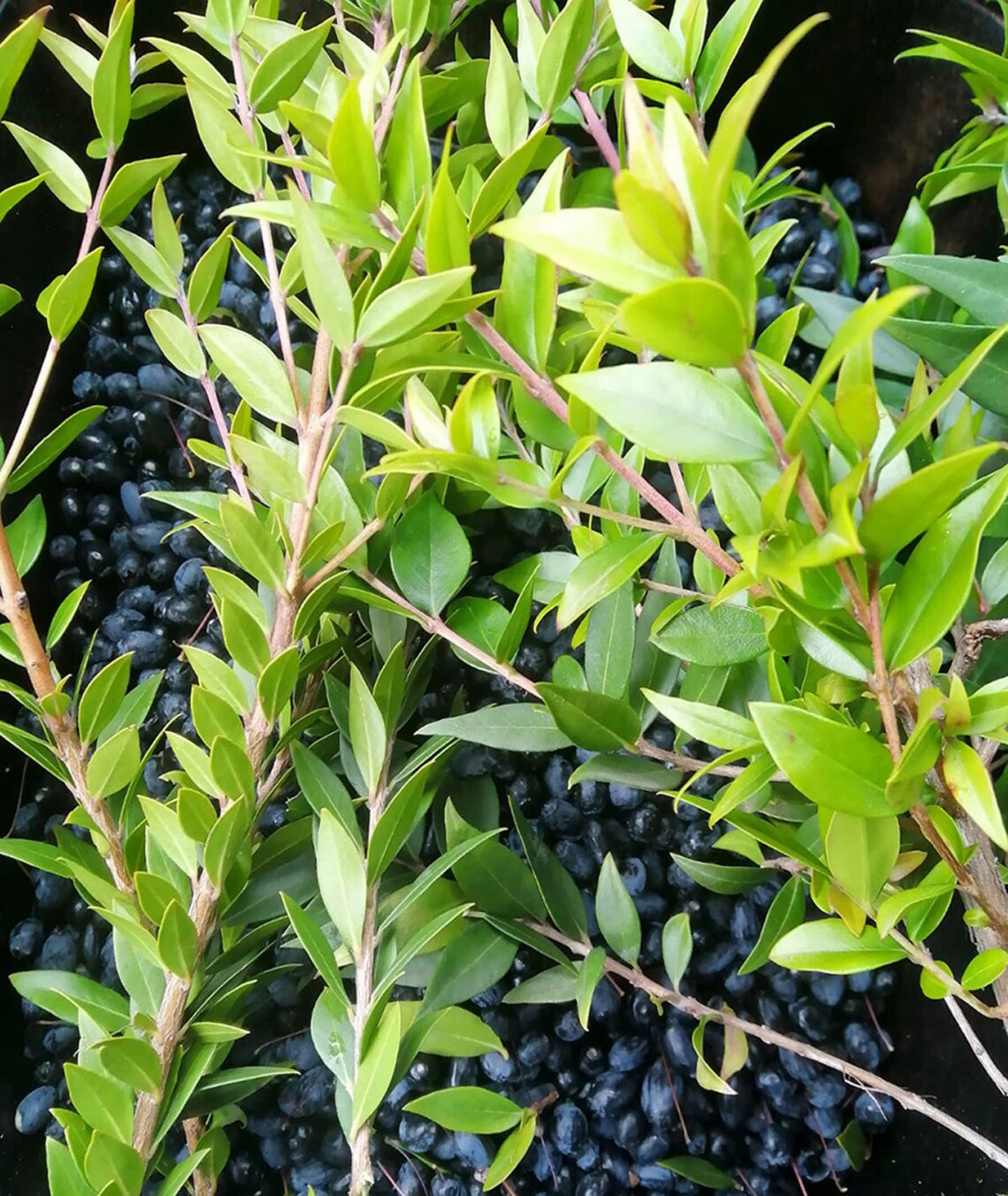 Fresh Hand-picked Myrtle Leaves, Italy - Myrtus Communis - Etsy