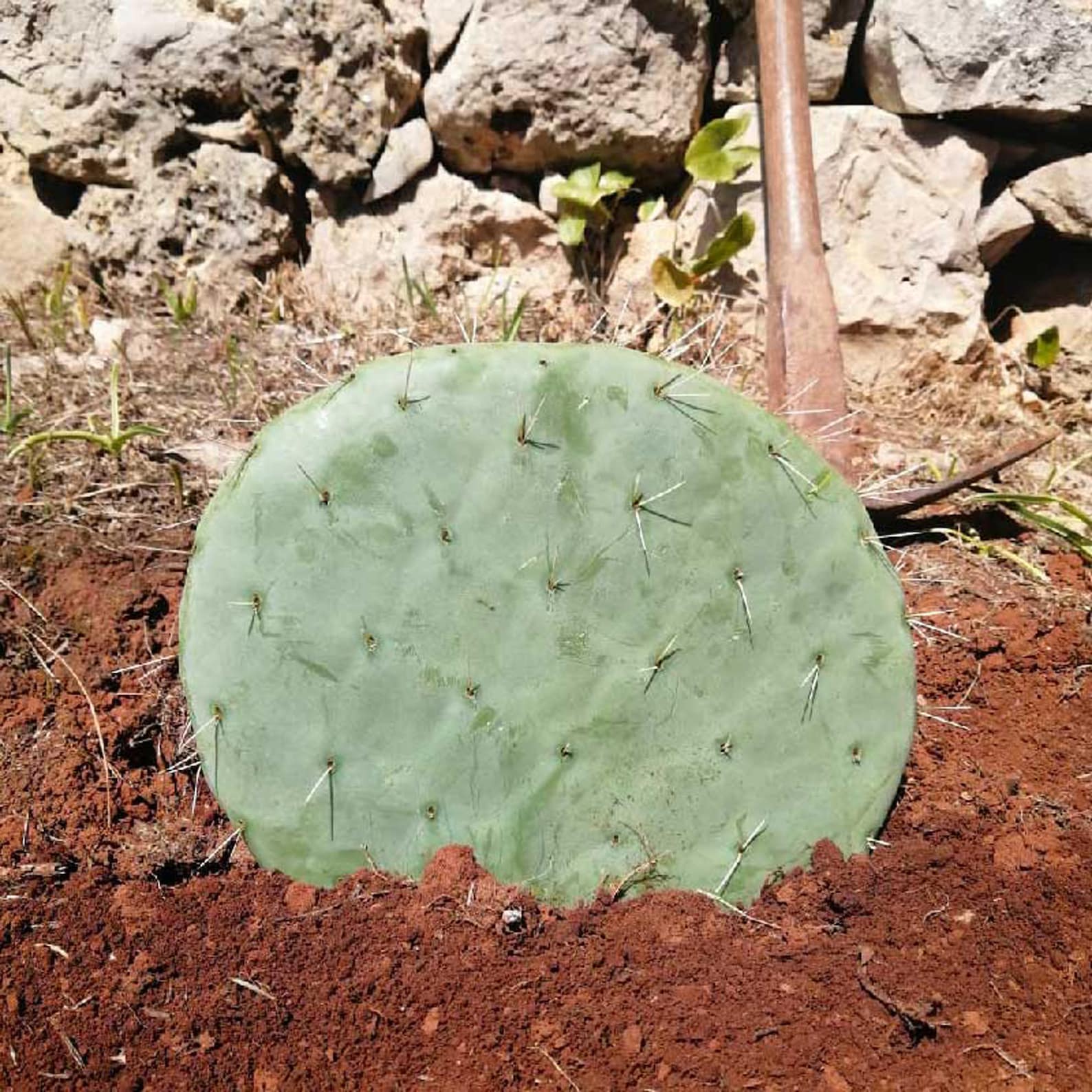 Pelle ronde de figue de Barbarie gros fruits rouges bouture de nopal ...