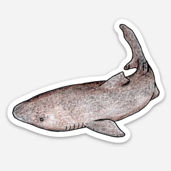 Greenland Shark - Etsy