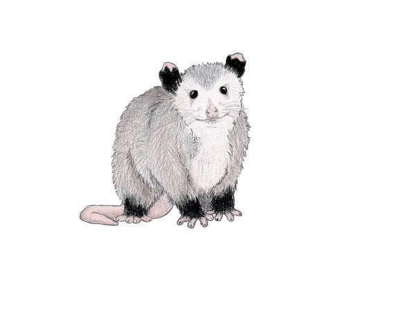 Cute Opossum Sticker | Etsy