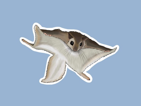 Flying Squirrel Gif