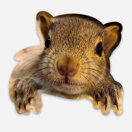 Squirrel Sticker - Etsy