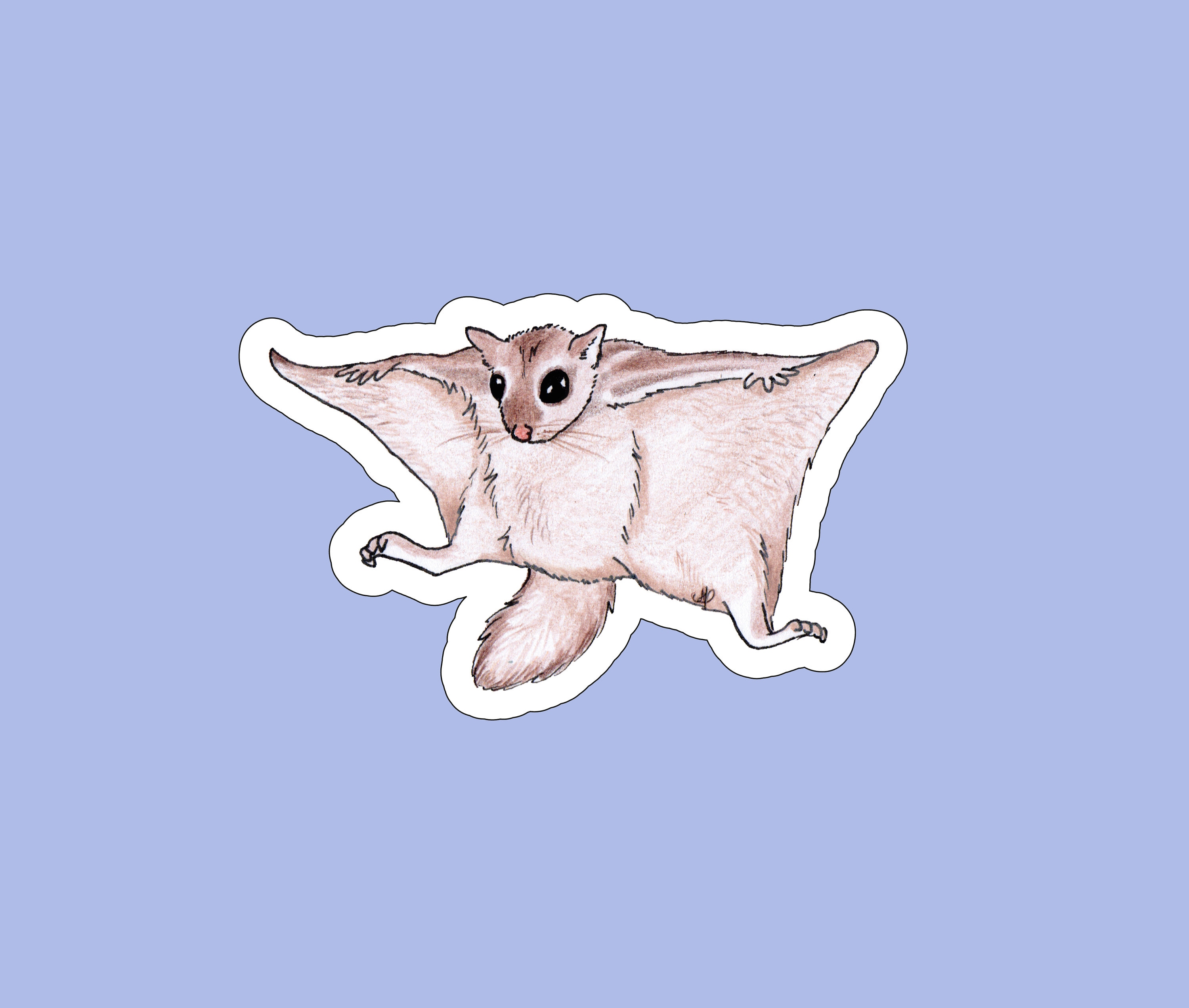 Cute Flying Squirrel Flying