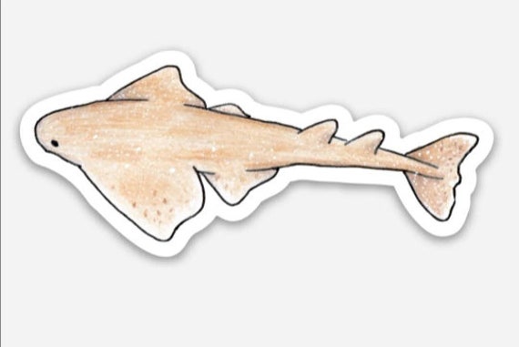 Angel Shark