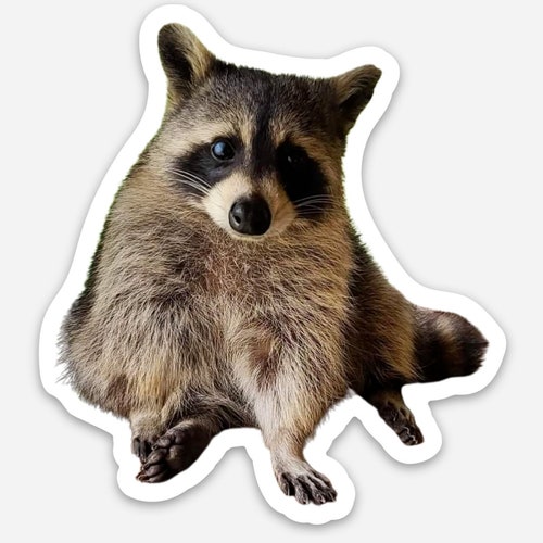 STICKER Raccoon Window Sticker Car Sticker Raccoon Car - Etsy