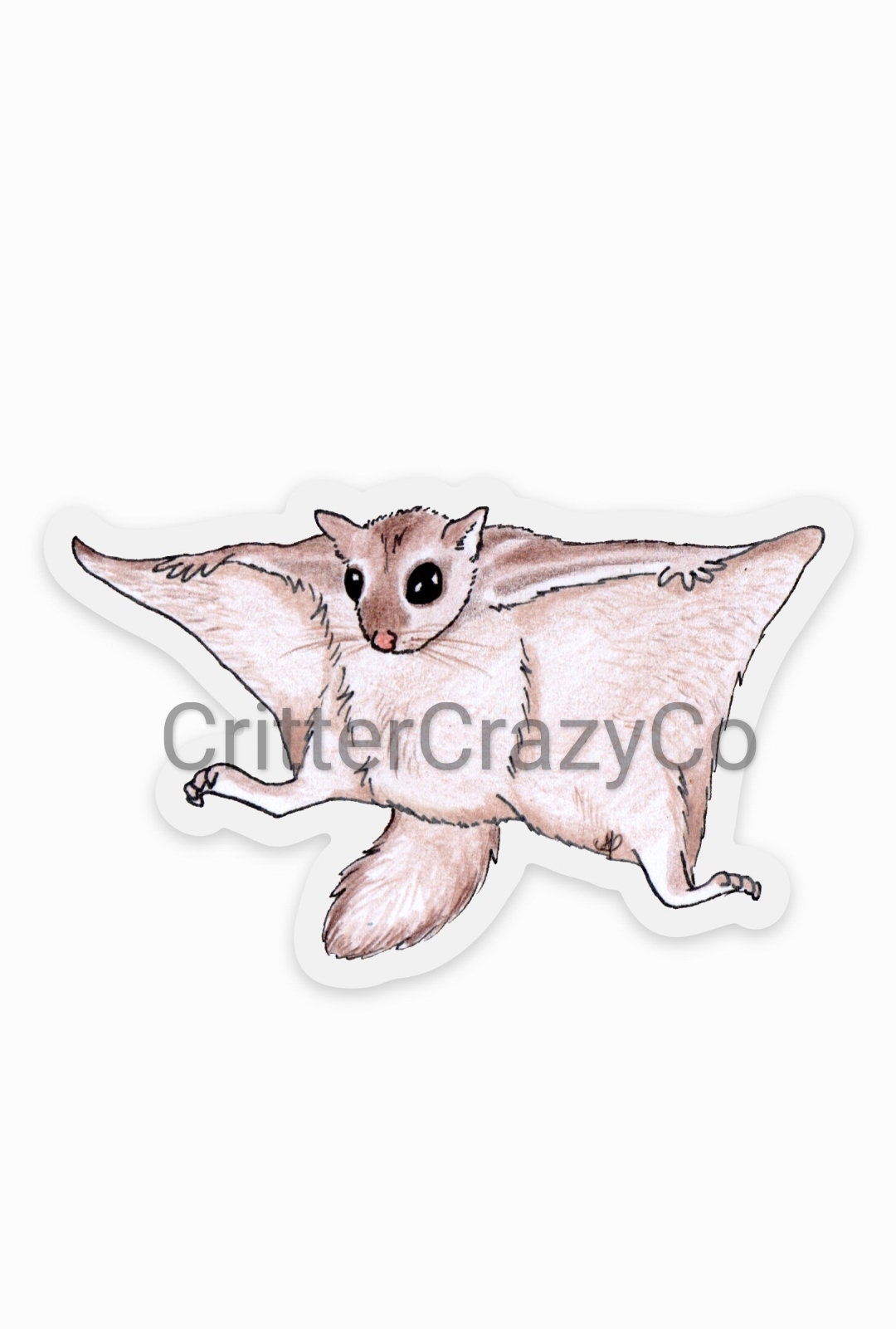 Flying Squirrel Sticker, CLEAR BACKGROUND - Etsy