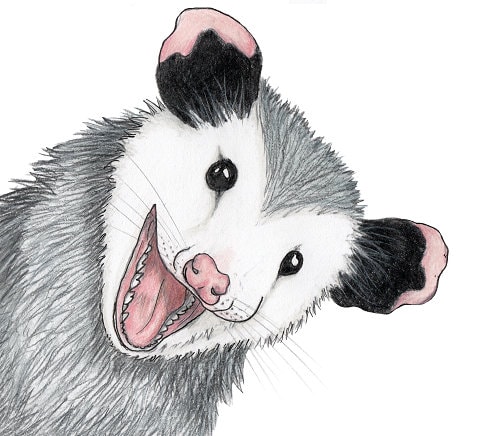 Opposum Clipart