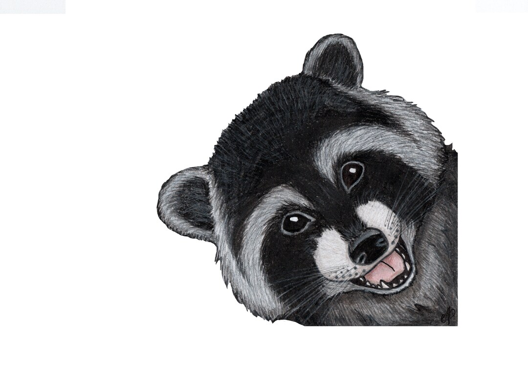 Small Peak A Boo Raccoon Sticker - Etsy