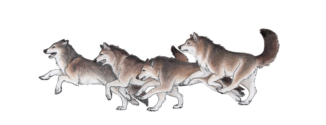 Running Wolf Images