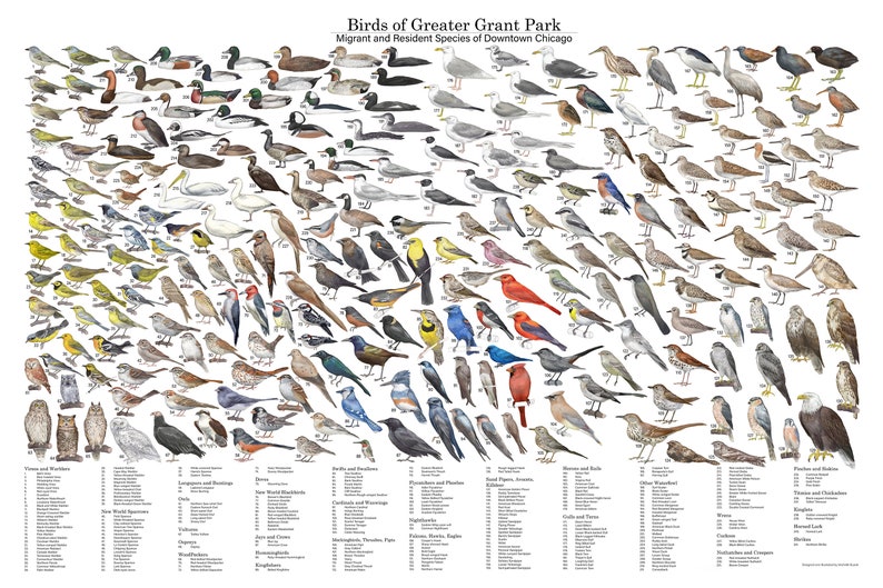 Birds of Grant Park Poster (24"x36") - Etsy