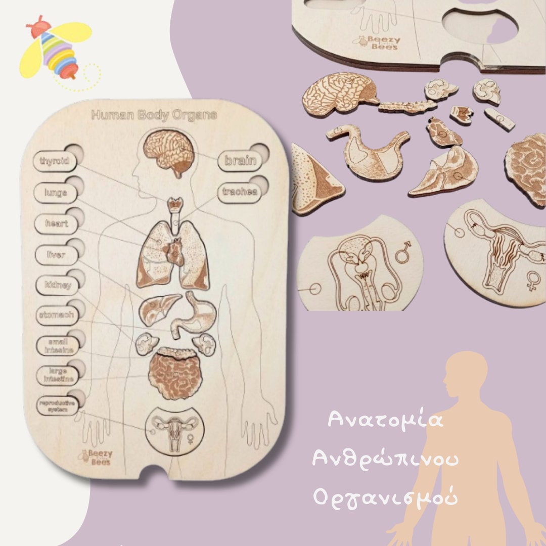 Human Anatomy / Human Body Organs / Flisat Activity / Trofast Insert ...