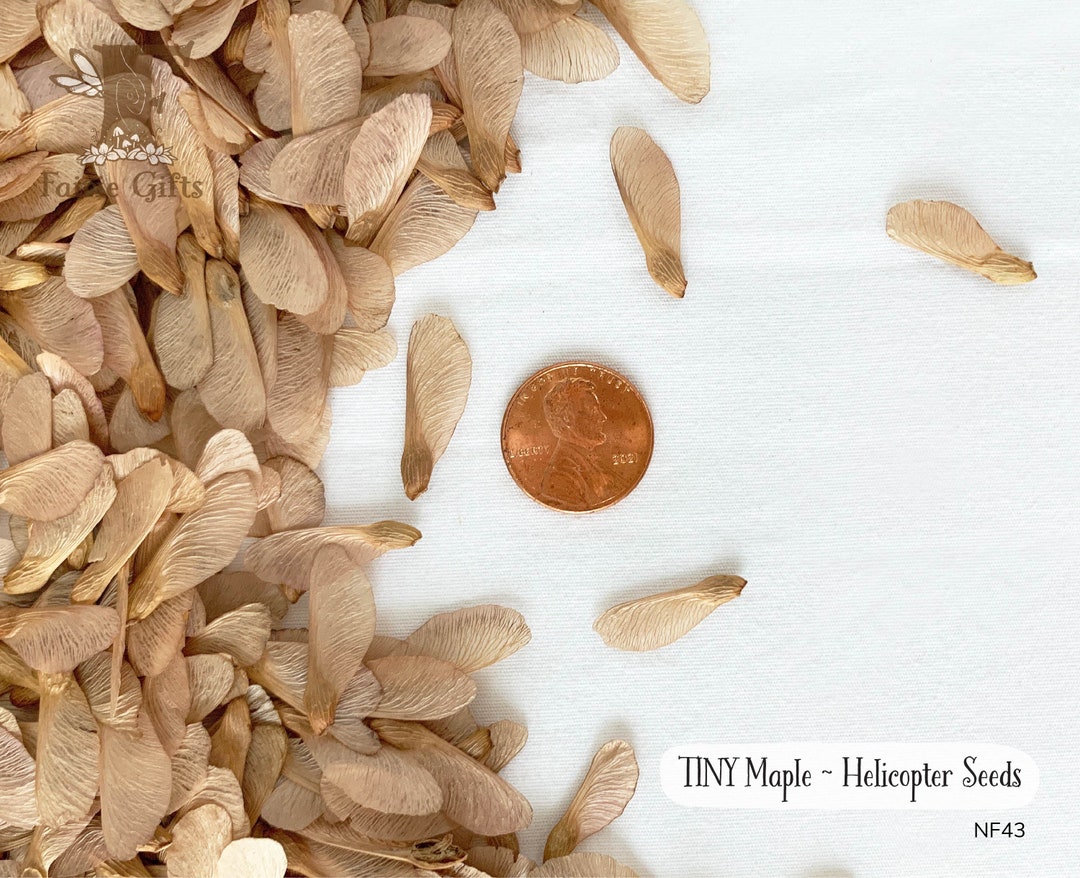Dried Maple Seeds 25-100 Ct, Tiny Helicopter Seeds, Samara Spouts, Mini ...