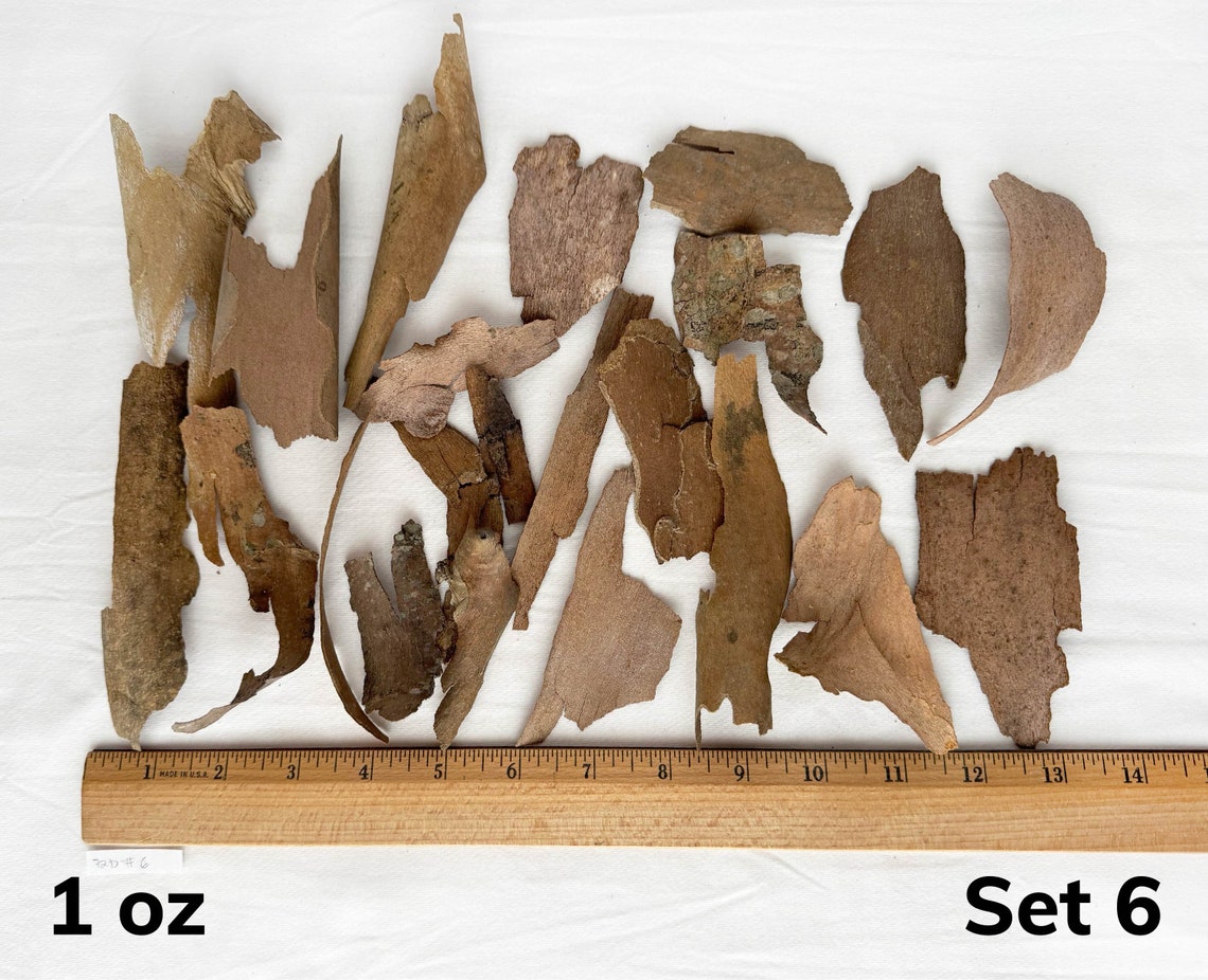 Sycamore Bark 1 Oz, Natural Tree Bark, Curly Bark Pieces, Forest Craft ...