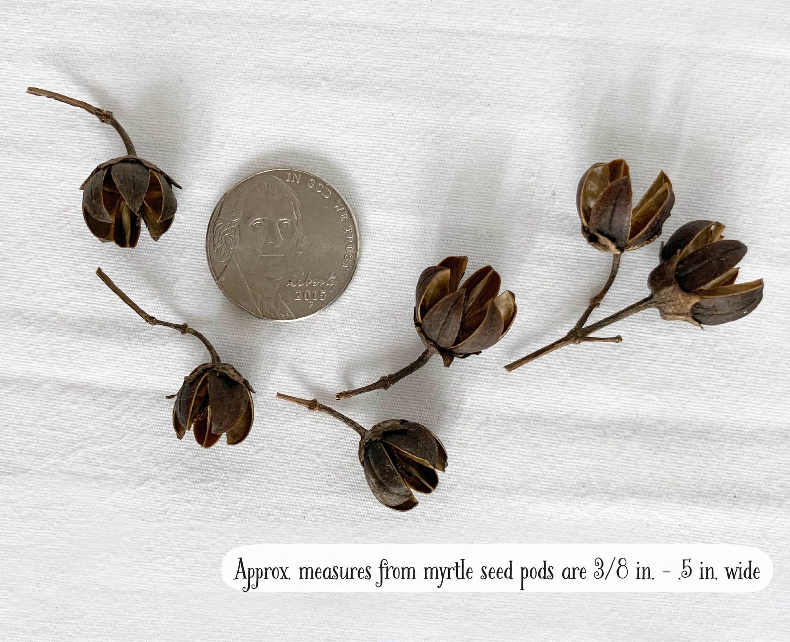 Dried Crepe Myrtle Seed Pods in Assorted Sizes Natural Dried - Etsy